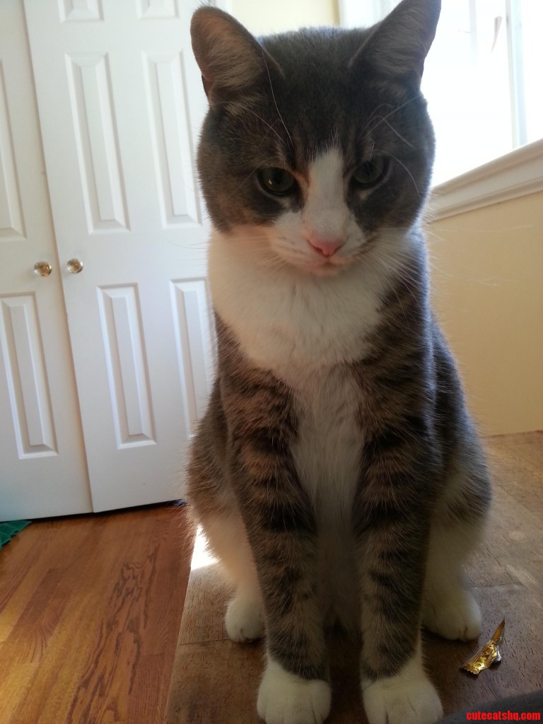 Argo After Vet | Cute cats HQ - Pictures of cute cats and kittens Free ...