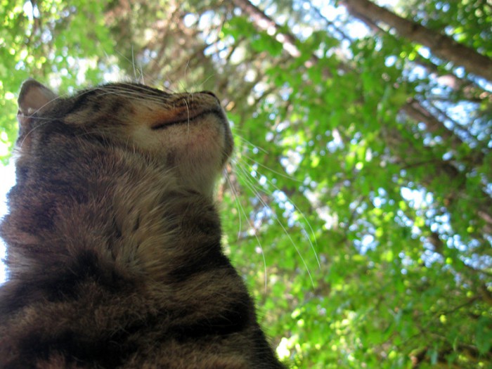 Bandito | Cute cats HQ - Pictures of cute cats and kittens Free ...