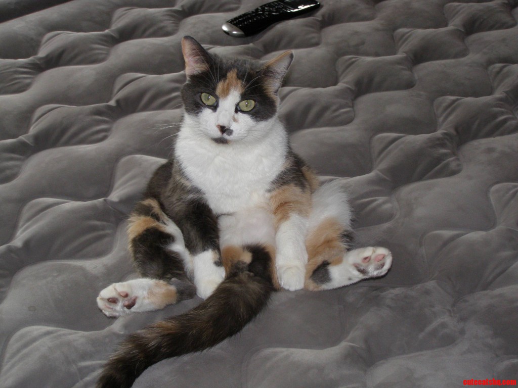 Meet Tjfattyfatty Fat Fatcow Kitty | Cute cats HQ - Pictures of cute ...