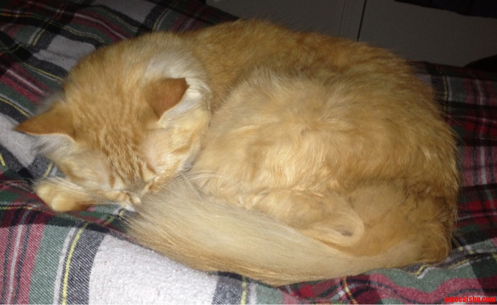 Baby Ashes Thinking Shes Hiding… | Cute cats HQ - Pictures of cute cats ...