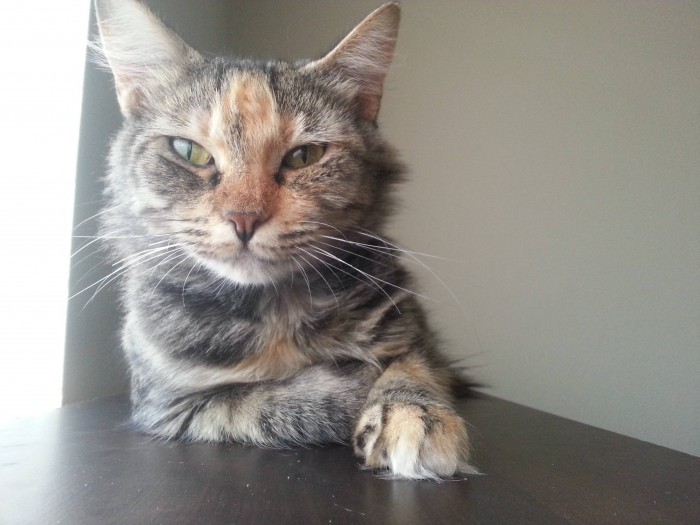 Bug eyed beauty. | Cute cats HQ - Pictures of cute cats and kittens ...