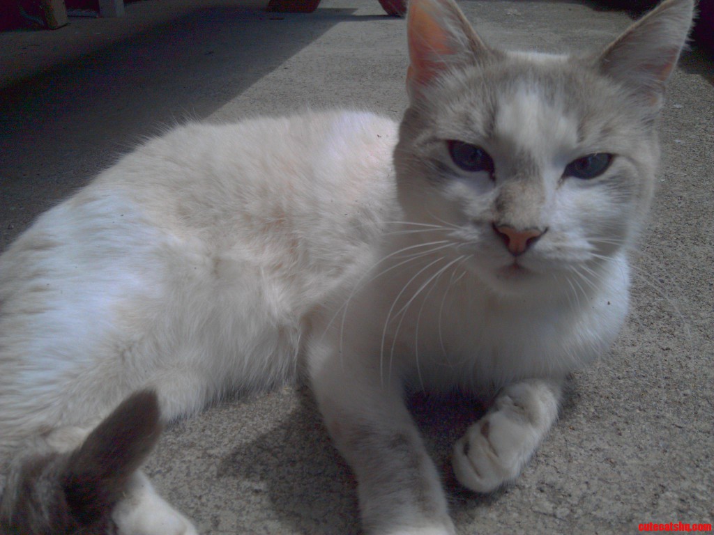 A Cat Divided | Cute cats HQ - Pictures of cute cats and kittens Free ...