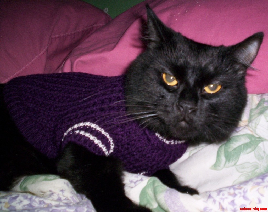 Attitude what attitude | Cute cats HQ - Pictures of cute cats and ...