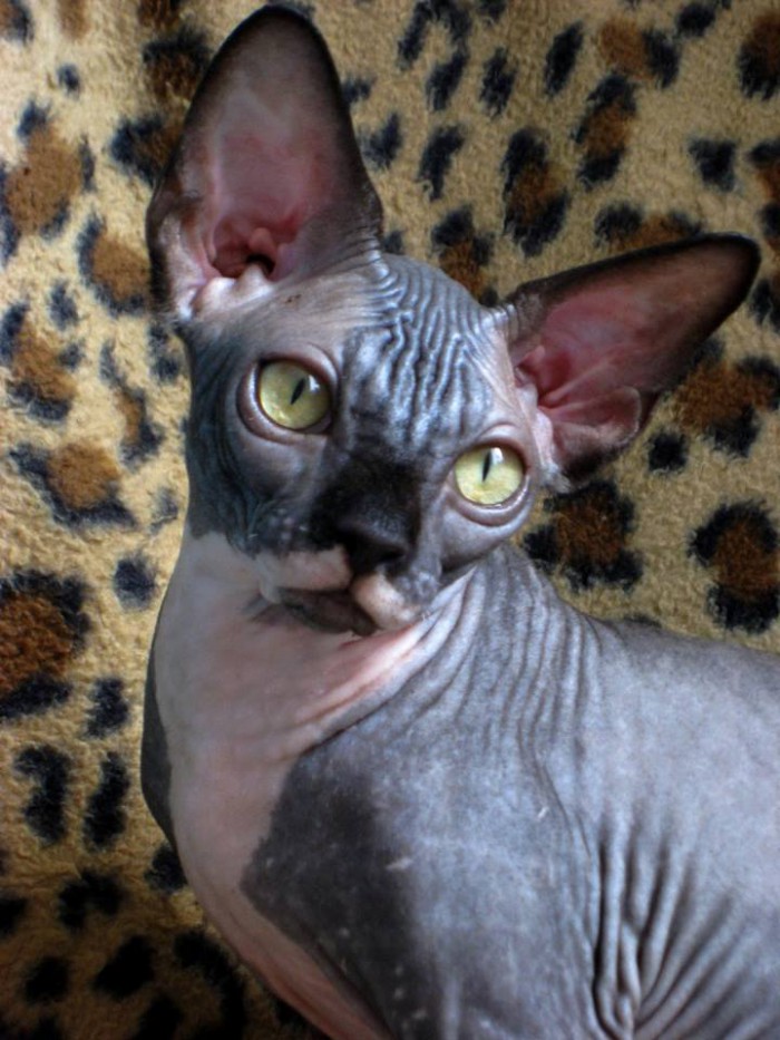 Slurrrp | Cute cats HQ - Pictures of cute cats and kittens Free ...