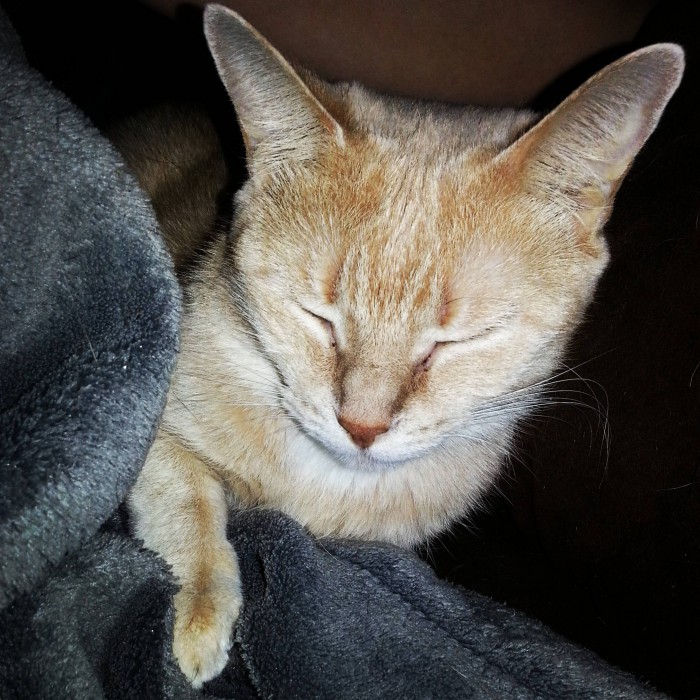 Good morning class of newbies | Cute cats HQ - Pictures of cute cats and kittens Free pictures ...