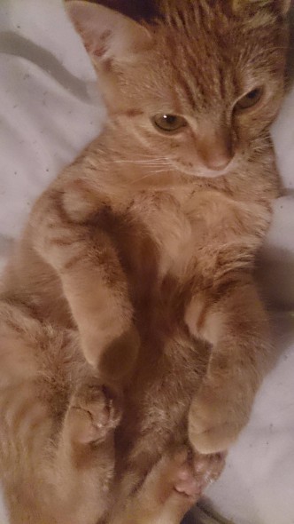 My Cat Kitler. | Cute cats HQ - Pictures of cute cats and kittens Free ...