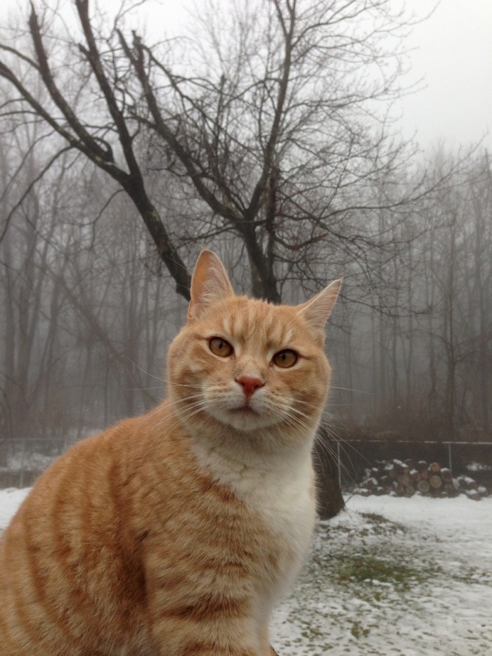 Cat burrito | Cute cats HQ - Pictures of cute cats and kittens Free ...