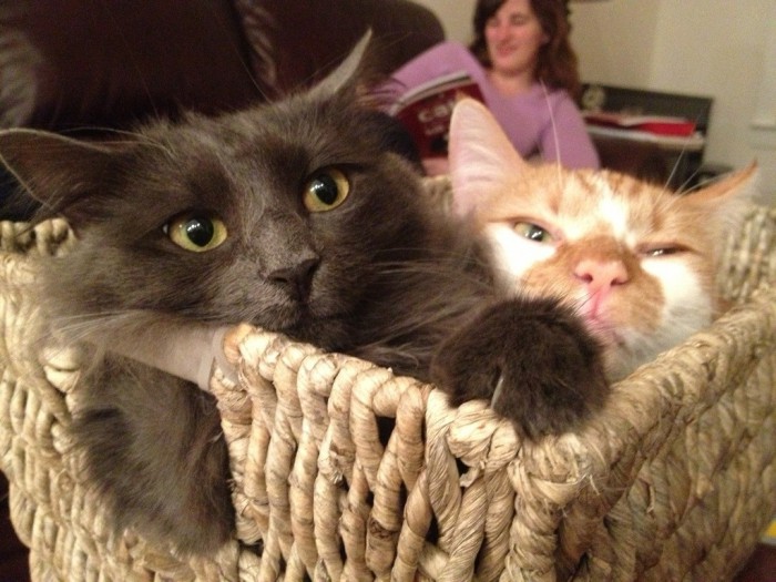 Zulu | Cute cats HQ - Pictures of cute cats and kittens Free pictures ...