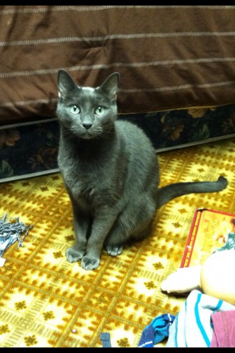 If she could talk.. | Cute cats HQ - Pictures of cute cats and kittens ...