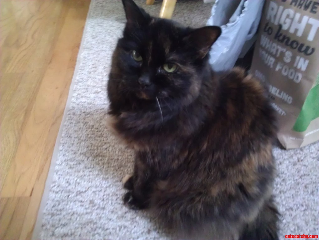 Sherlock Watching Me Bake | Cute cats HQ - Pictures of cute cats and ...