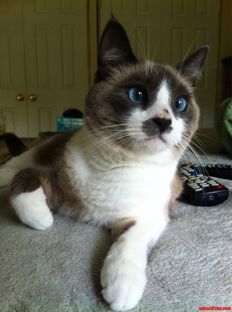 Such a fancy cat | Cute cats HQ - Pictures of cute cats and kittens ...