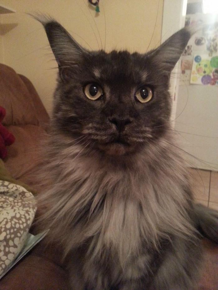 Entei My Legendary Cat | Cute cats HQ - Pictures of cute cats and ...