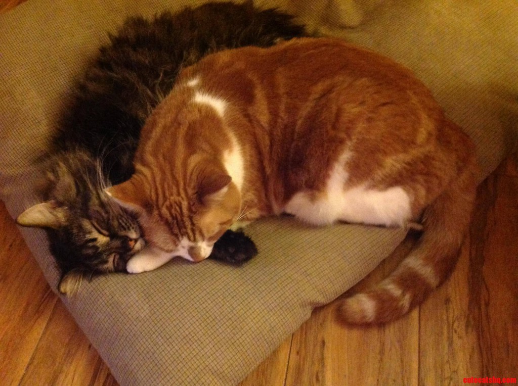 my cat boycat enjoying a snuggie. | Cute cats HQ - Pictures of cute ...