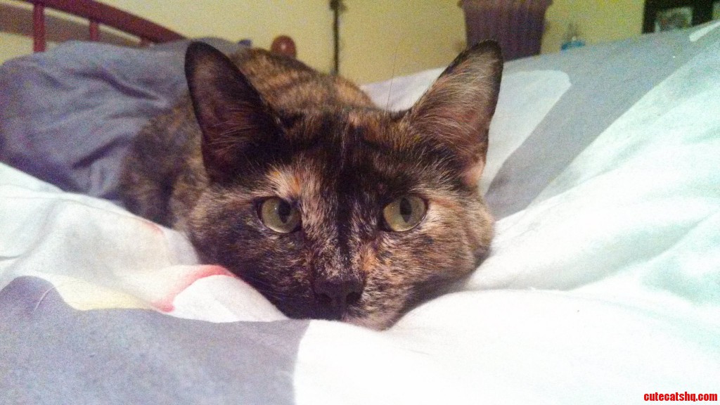 My cat uncannily resembles an owl | Cute cats HQ - Pictures of cute ...