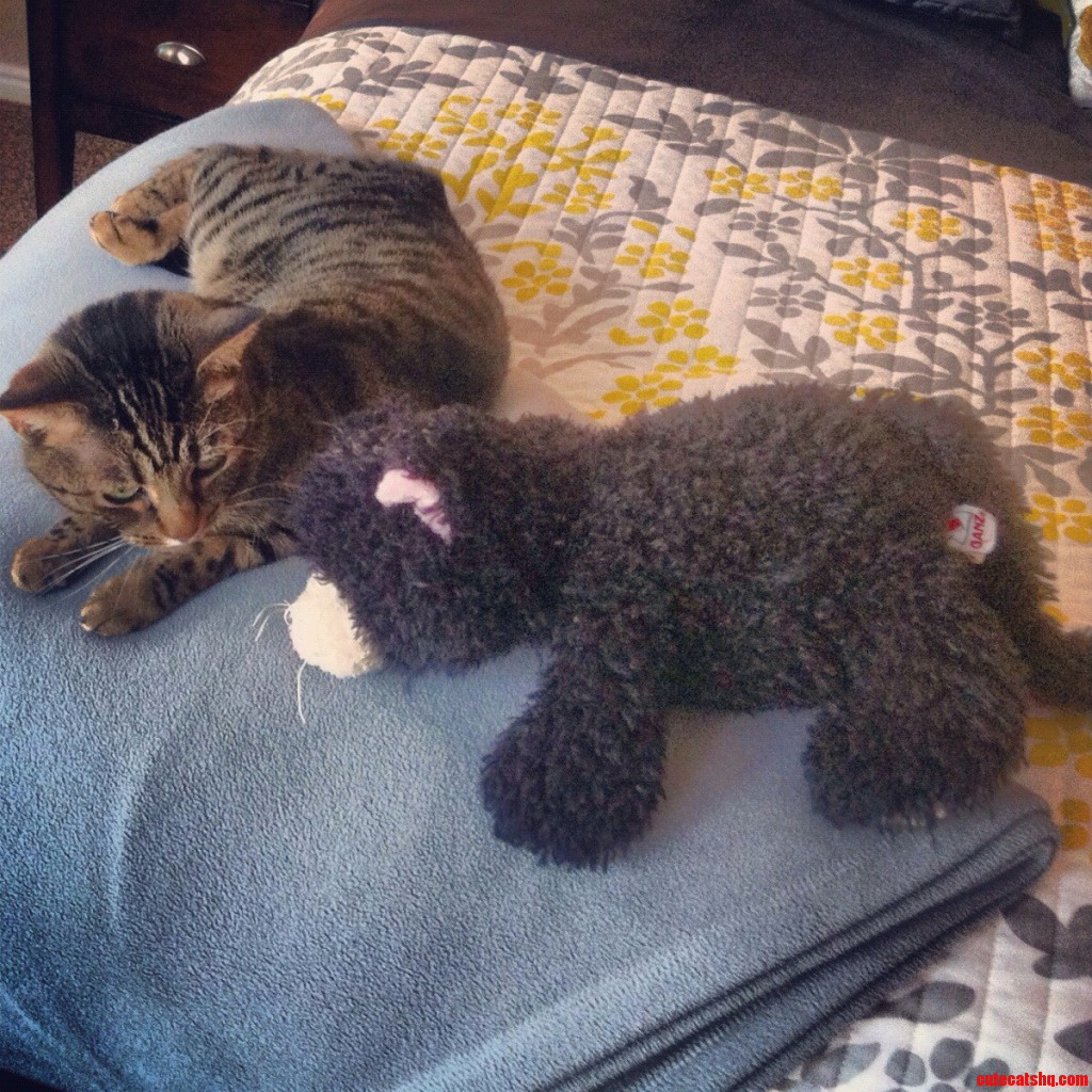 Stackable cats | Cute cats HQ - Pictures of cute cats and kittens Free pictures of funny cats ...