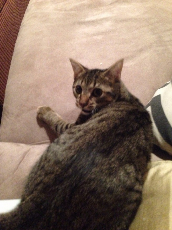 The Venerable Dingus | Cute cats HQ - Pictures of cute cats and kittens ...