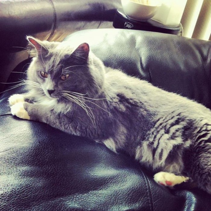 Smirking cat | Cute cats HQ - Pictures of cute cats and kittens Free ...