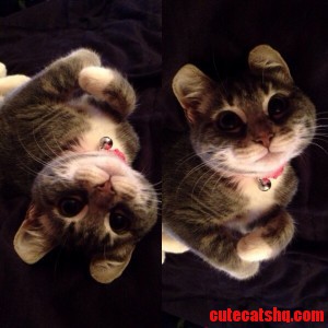 Its a hard life. | Cute cats HQ - Pictures of cute cats and kittens ...