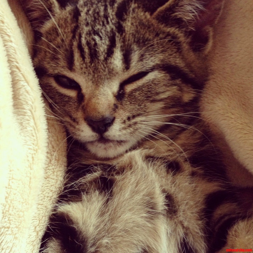 Her winter coat is in full effect | Cute cats HQ - Pictures of cute ...