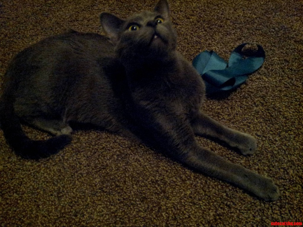 Bug eyed beauty. | Cute cats HQ - Pictures of cute cats and kittens ...