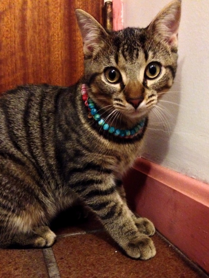 Thats My Brother | Cute cats HQ - Pictures of cute cats and kittens ...