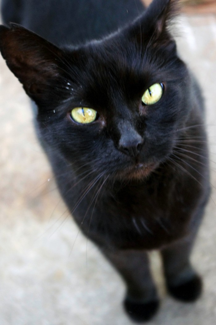 Timid cat | Cute cats HQ - Pictures of cute cats and kittens Free ...