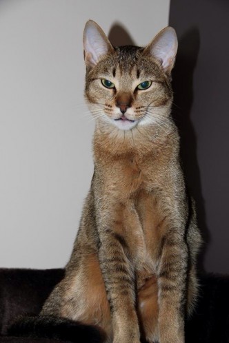 Dat Face | Cute cats HQ - Pictures of cute cats and kittens Free ...