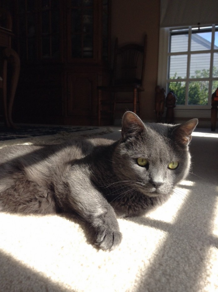 Must. Get. Food Bowl. | Cute cats HQ - Pictures of cute cats and ...