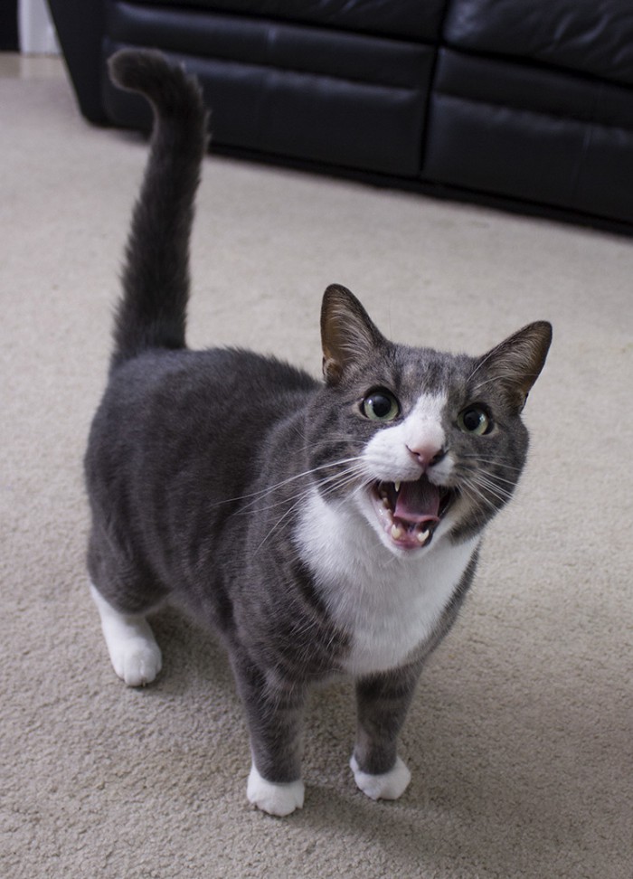 Disinterested cat | Cute cats HQ - Pictures of cute cats and kittens ...