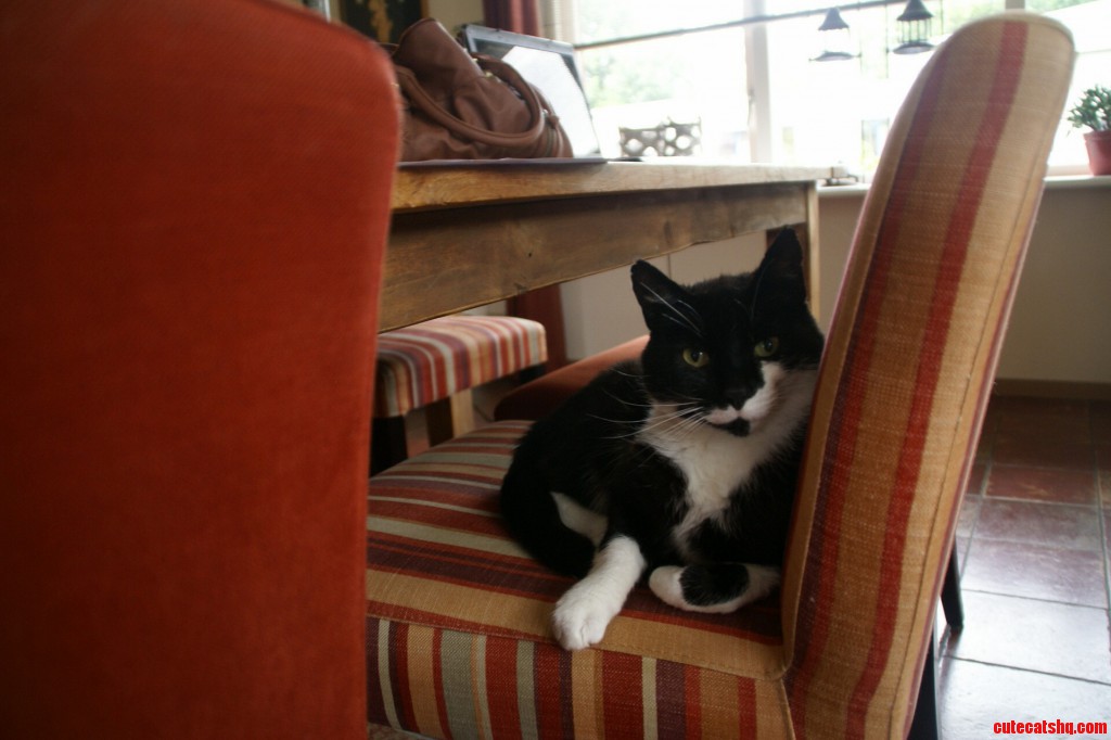 Caught in the act! | Cute cats HQ - Pictures of cute cats and kittens ...