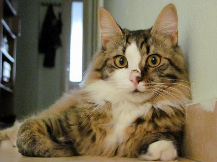 One year old today | Cute cats HQ - Pictures of cute cats and kittens ...