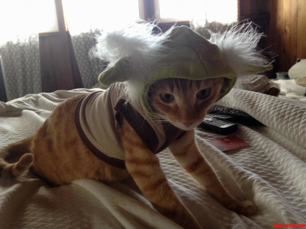 Cute cat | Cute cats HQ - Pictures of cute cats and kittens Free ...