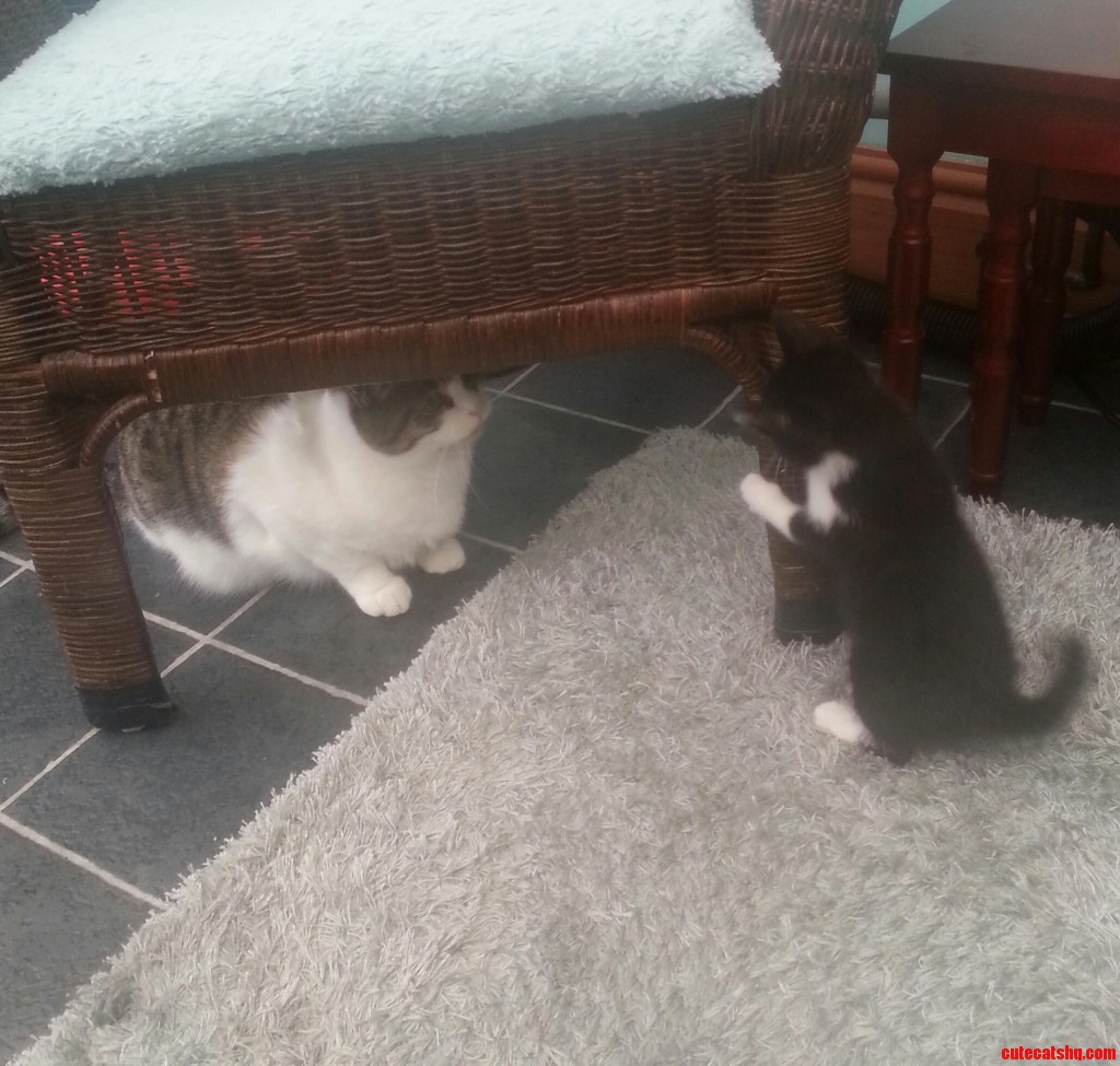 The Venerable Dingus | Cute cats HQ - Pictures of cute cats and kittens ...