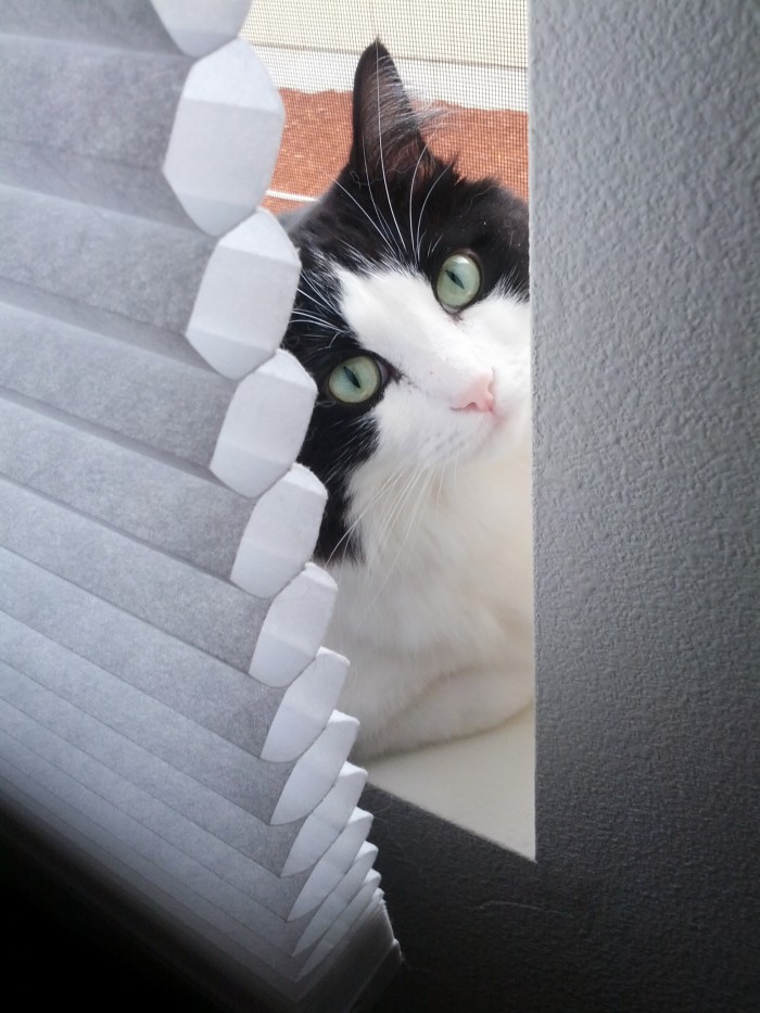 Quizzical | Cute cats HQ - Pictures of cute cats and kittens Free ...