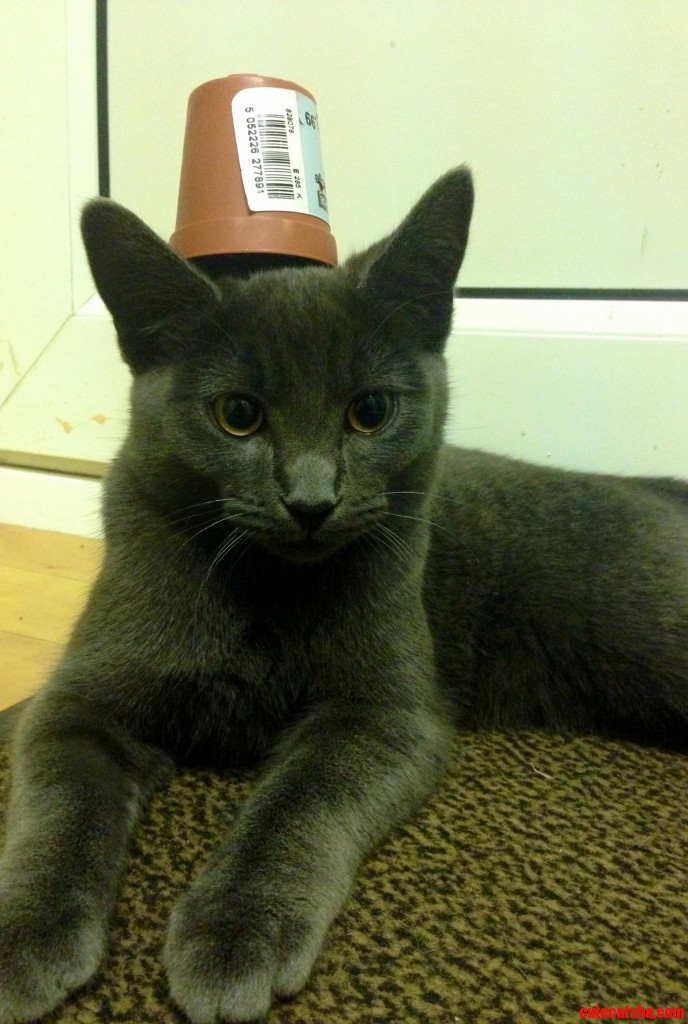 Finally got a picture of this dork. | Cute cats HQ - Pictures of cute ...