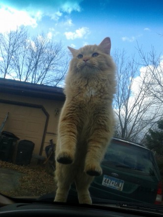 Entei My Legendary Cat | Cute cats HQ - Pictures of cute cats and ...