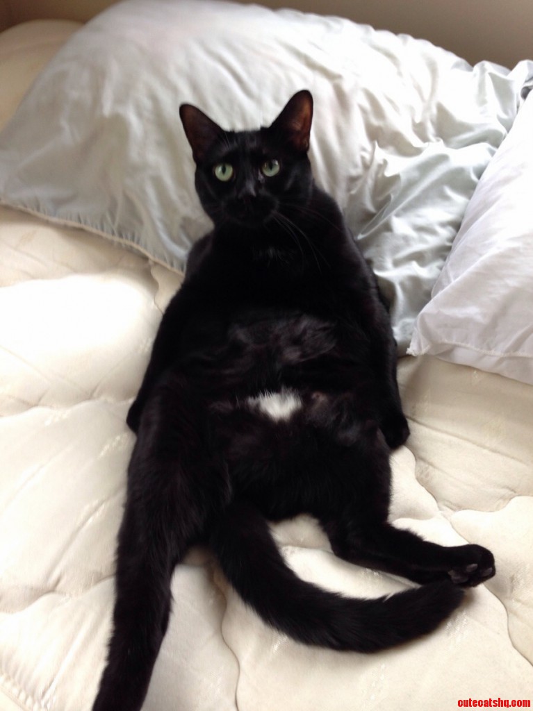 Panzer Lords Over His Kill. | Cute cats HQ - Pictures of cute cats and ...