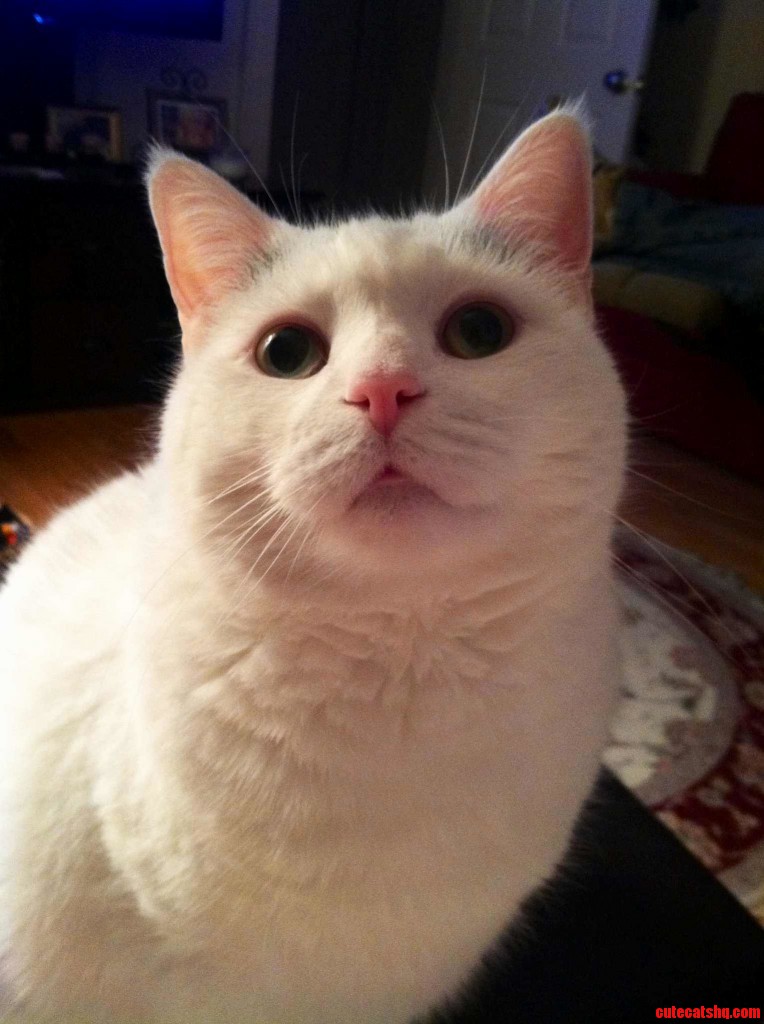 Cat Reflection | Cute cats HQ - Pictures of cute cats and kittens Free ...