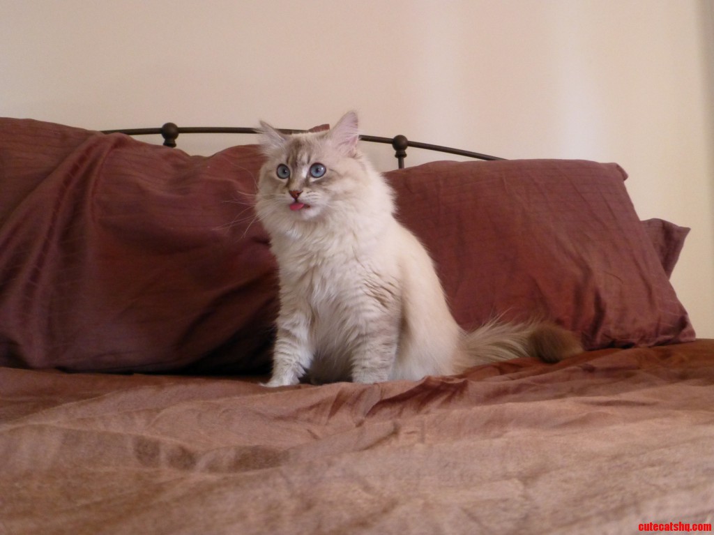 This Is Dumpling. But We Call Her Dummy. | Cute cats HQ - Pictures of ...