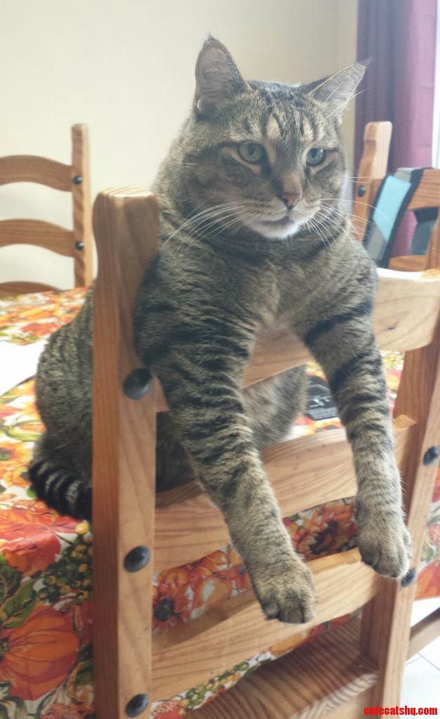 Disinterested cat | Cute cats HQ - Pictures of cute cats and kittens ...