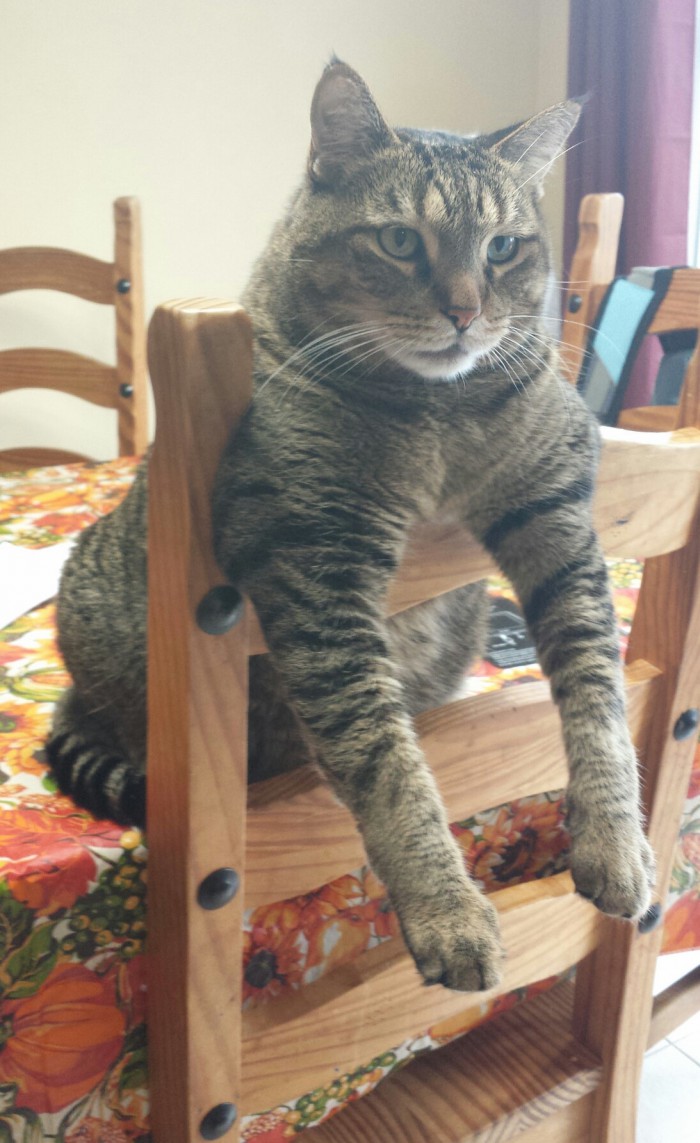 Disinterested cat | Cute cats HQ - Pictures of cute cats and kittens ...