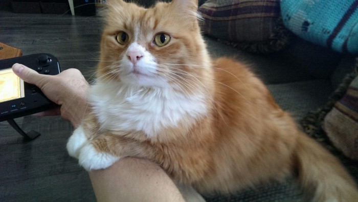 Handsome Boy | Cute cats HQ - Pictures of cute cats and kittens Free ...