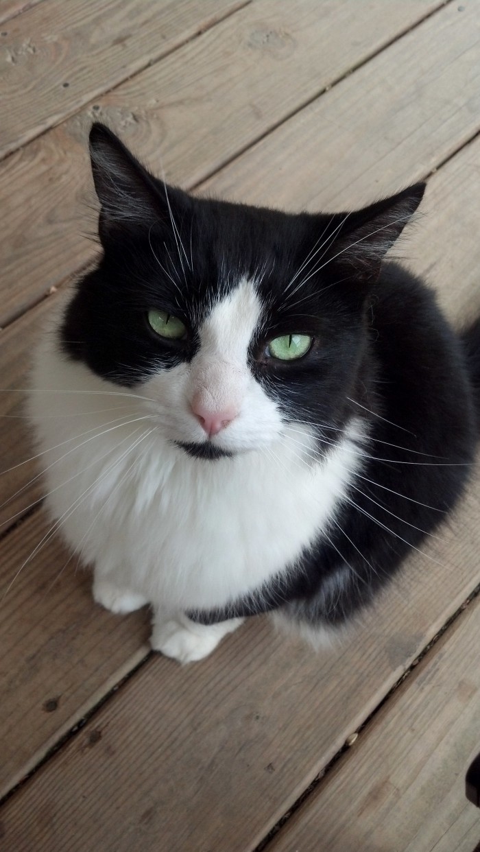 Leave Meow Alone… | Cute cats HQ - Pictures of cute cats and kittens ...