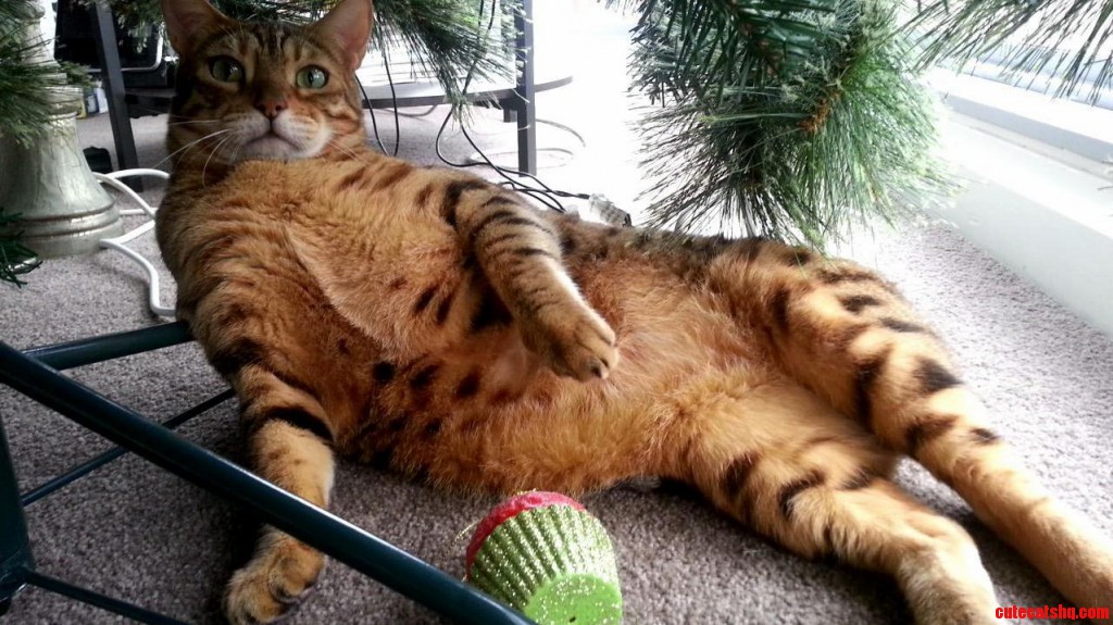 Play Hard Nap Hard | Cute cats HQ - Pictures of cute cats and kittens ...