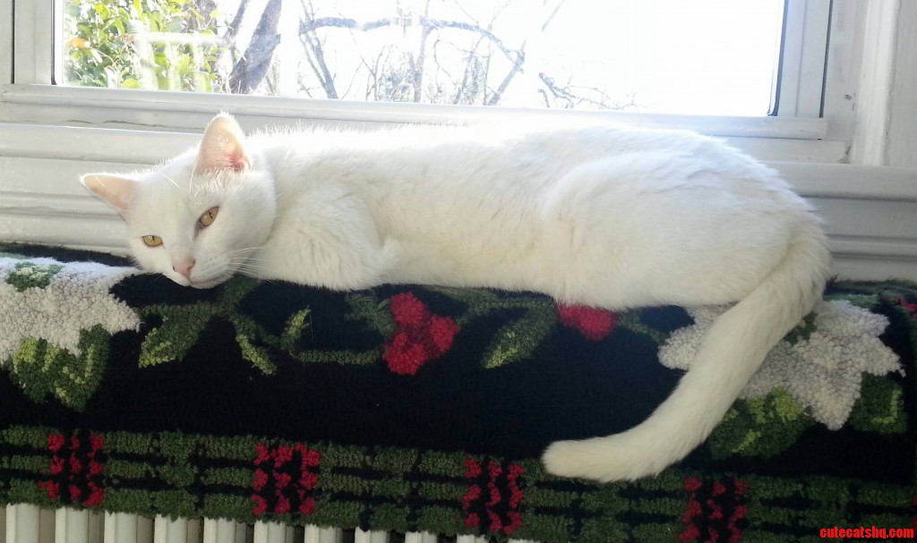 Praying kitty | Cute cats HQ - Pictures of cute cats and kittens Free ...