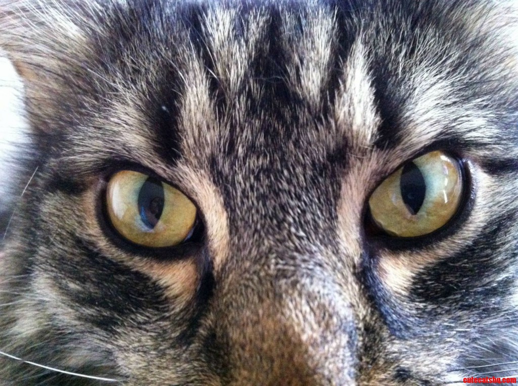 The Venerable Dingus | Cute cats HQ - Pictures of cute cats and kittens ...