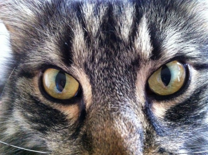 The Venerable Dingus | Cute cats HQ - Pictures of cute cats and kittens ...