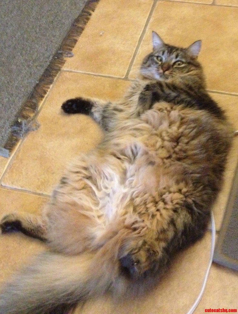 Butt Pillow | Cute cats HQ - Pictures of cute cats and kittens Free ...