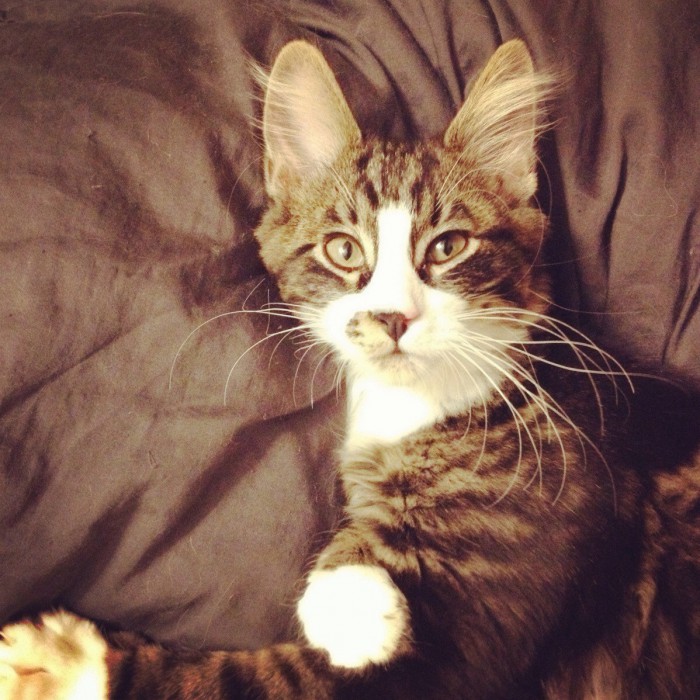 Happy Cat Dreams | Cute cats HQ - Pictures of cute cats and kittens ...