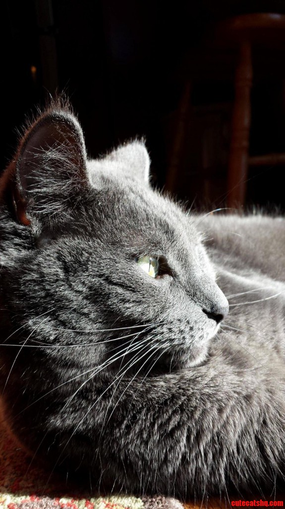 The eyes of a predator | Cute cats HQ - Pictures of cute cats and ...